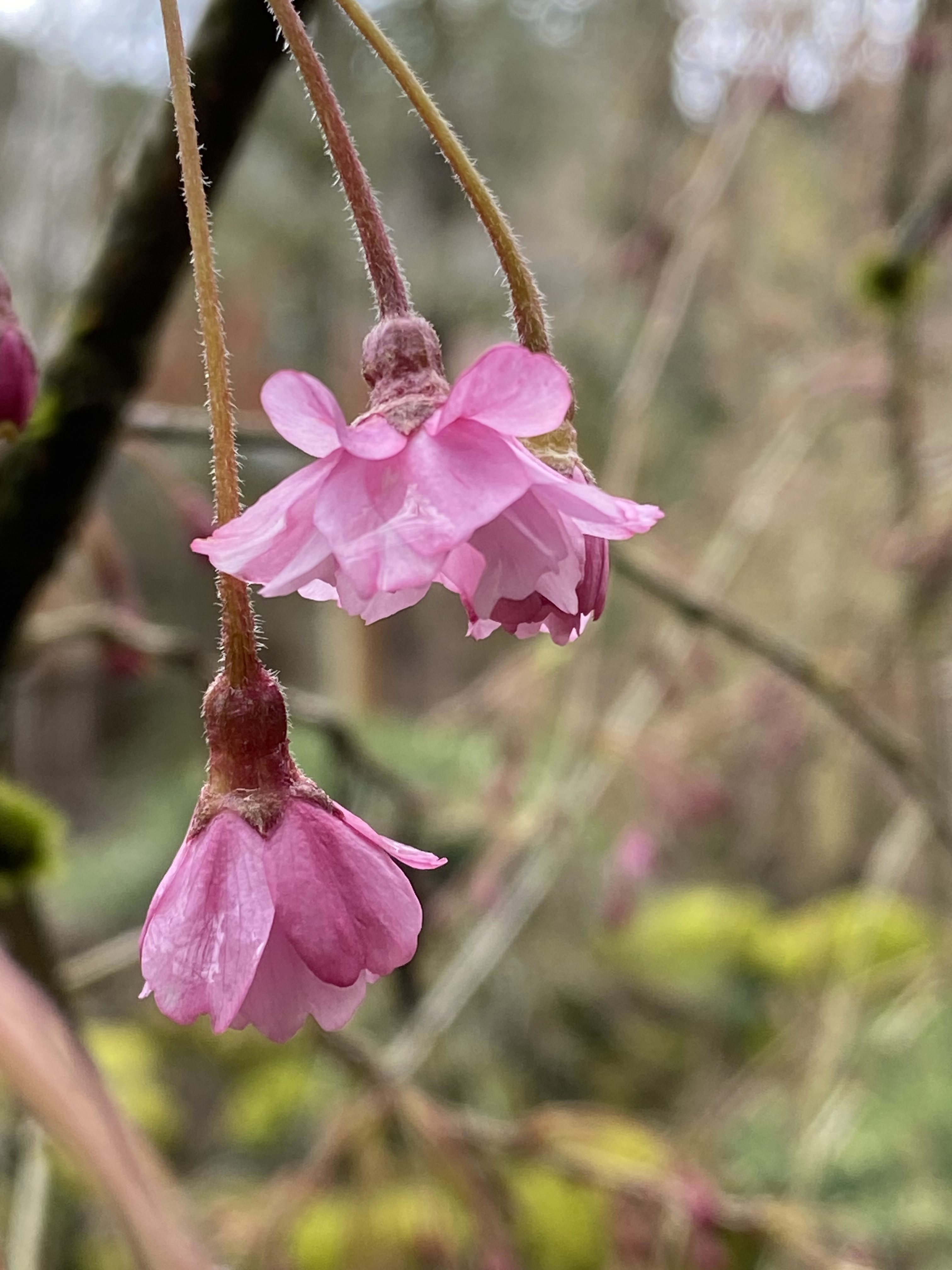 Congratulations, Peg Cherrin-Myers! – Kingfisher Journal